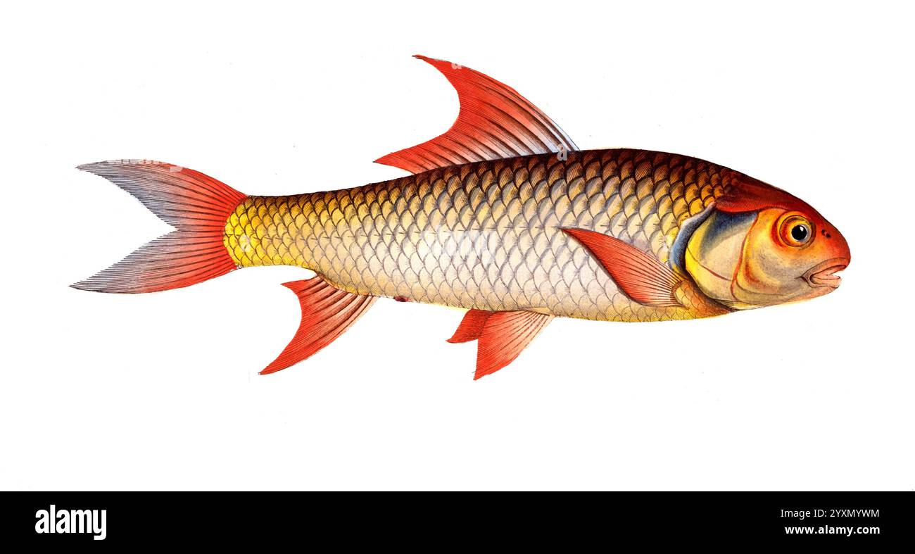 Sickle fish Cut Out Stock Images & Pictures - Alamy