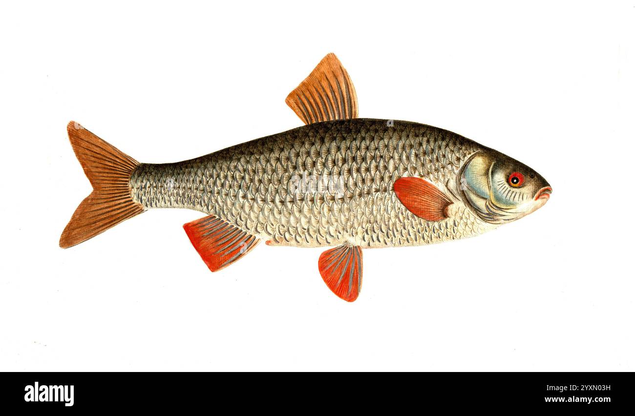 Fisch, Fische, Gattung der Karpfenfische, Cyprinus rutilus, das Rotauge ...