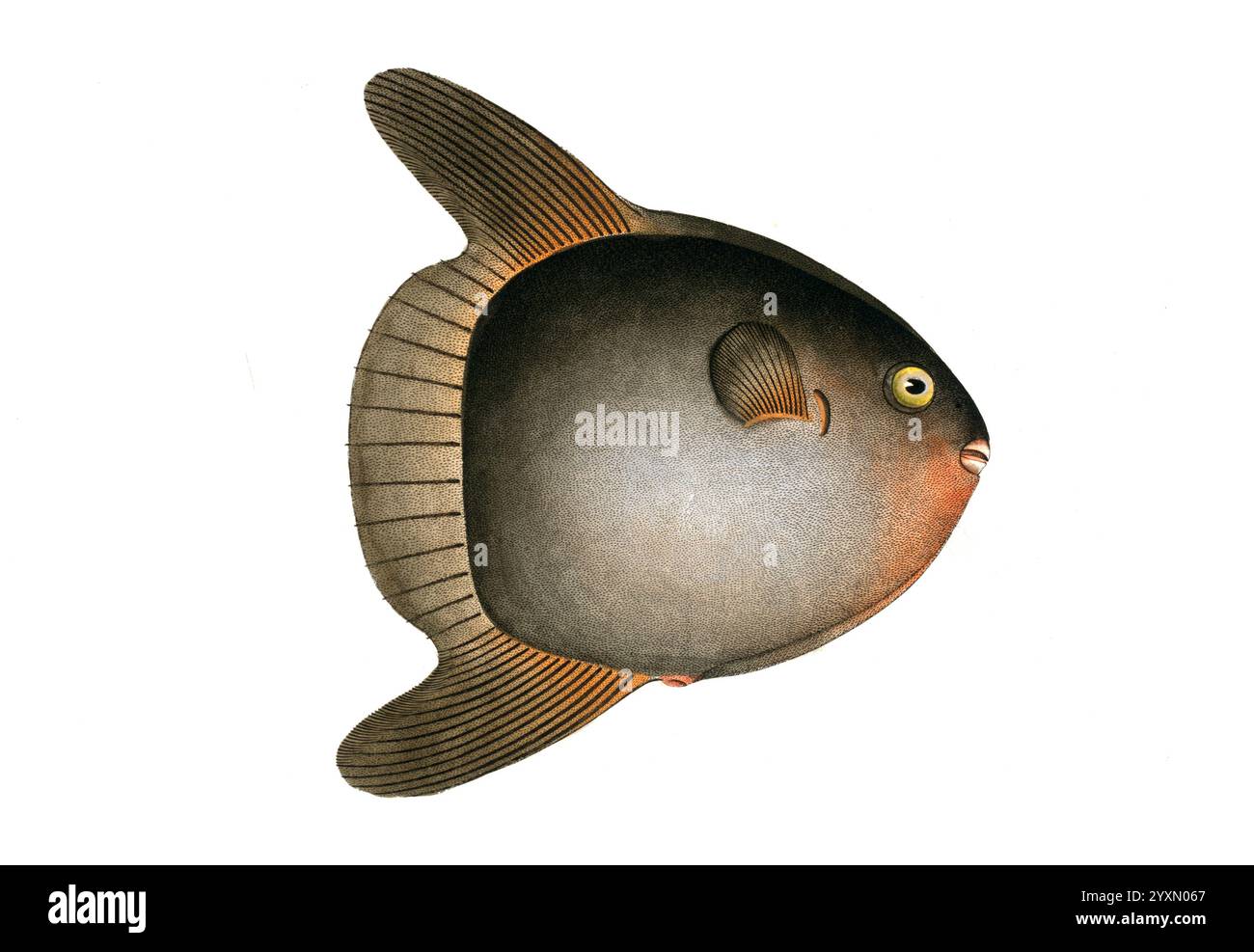 Fisch, Fische, Familie der Igelfische, Diodon mola, Sonnenfisch, der ...