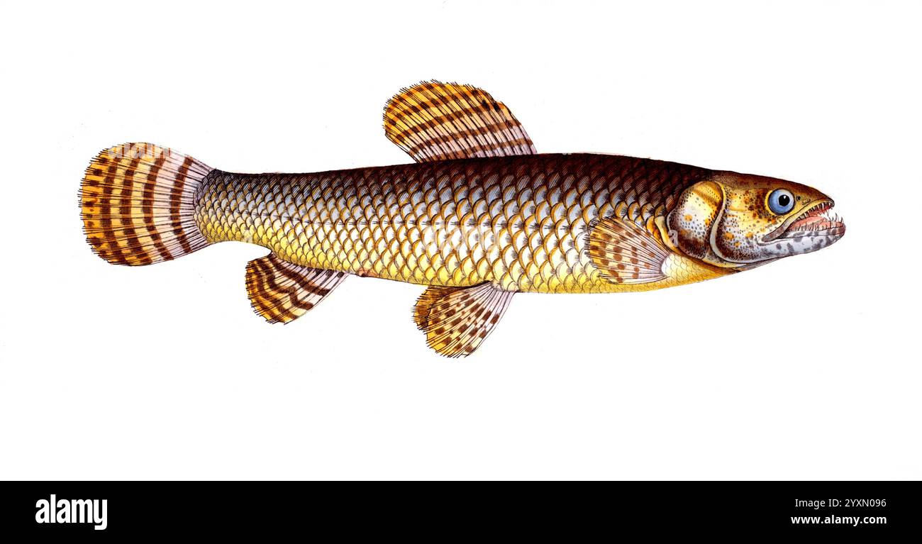 Fisch, Fische, Gattung der Hechte, Esox malabaricus, Hoplias ...