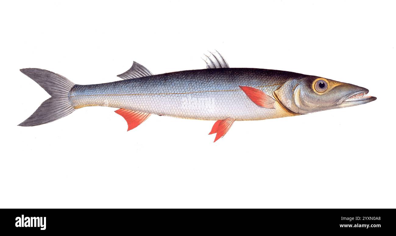 Seehecht fisch hi-res stock photography and images - Alamy