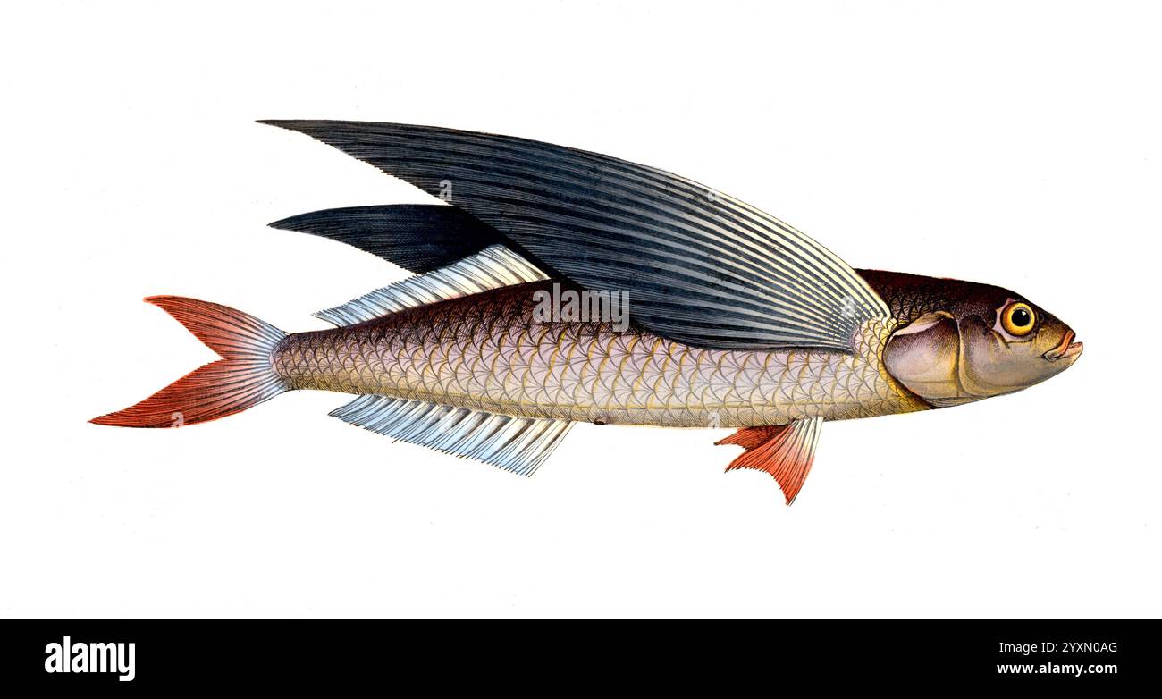 Fisch, Fische, Gattung fliegende Fische, Exocoetus evolans, der ...