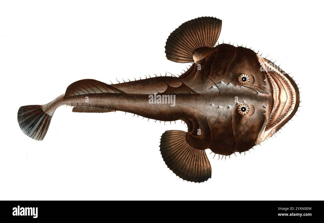 Fisch, Fische, Lophius piscatorius, Der Seeteufel, The Sea Devil ...