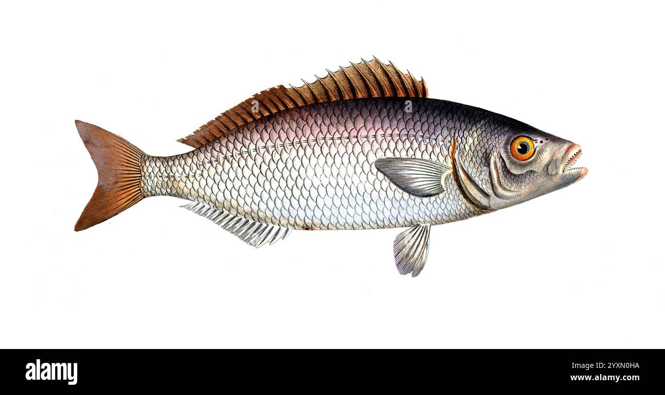 Fisch, Fische, Fischgattung aus der Familie der Schnapper Lutjanus ...