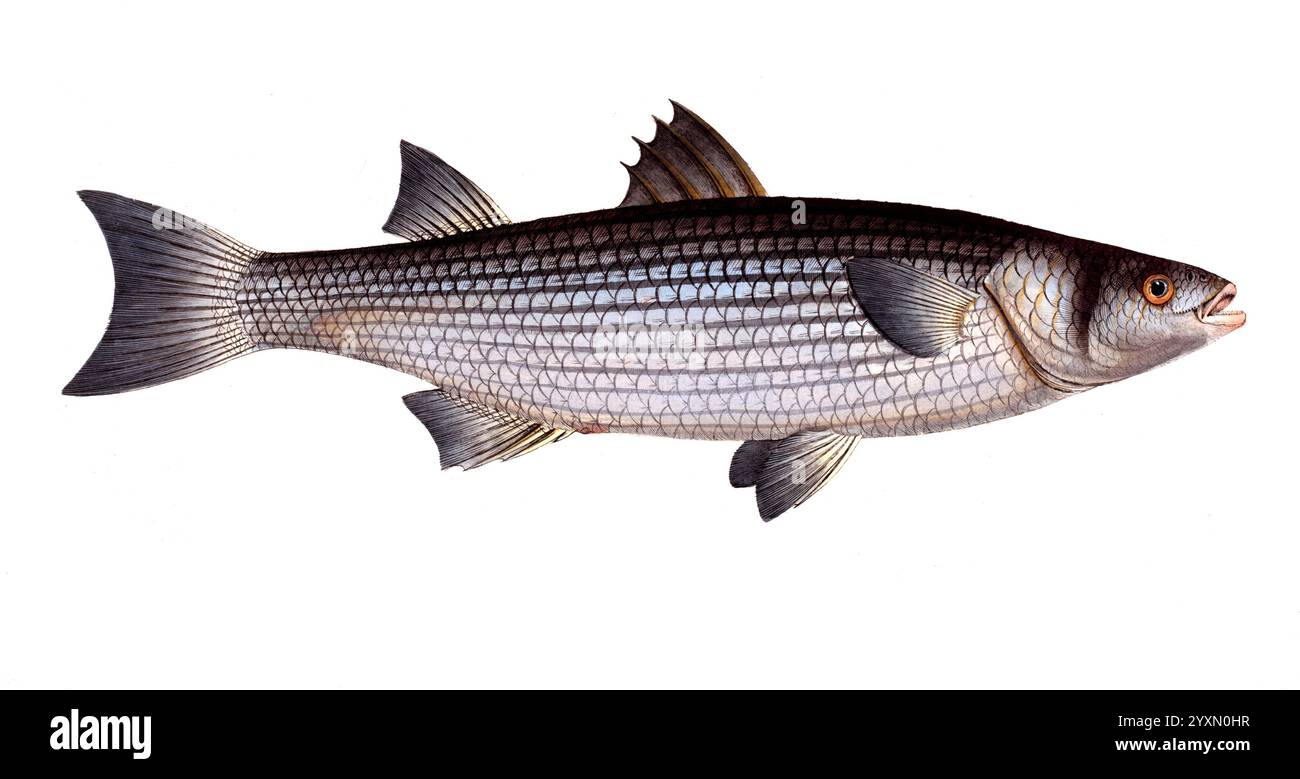 Mullet fish digital art hi-res stock photography and images - Alamy