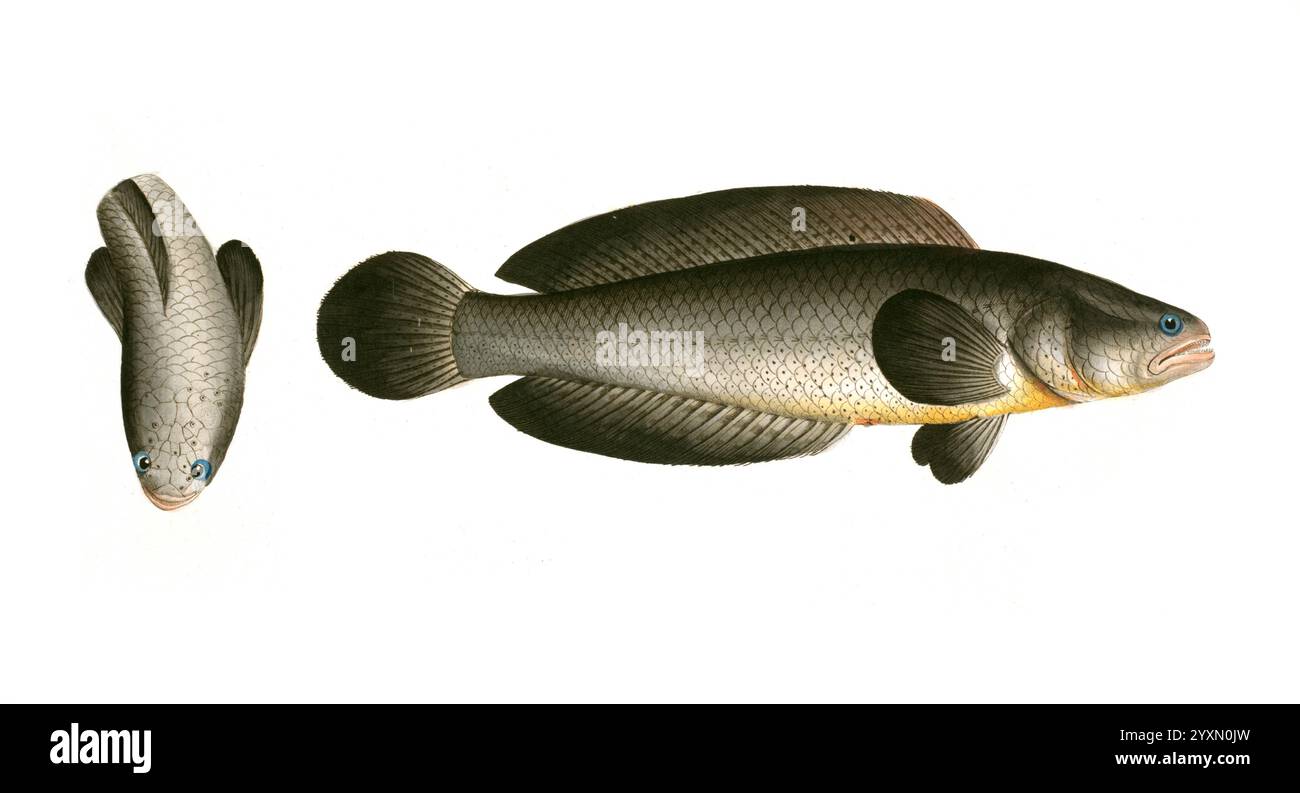 Fisch, Fische, Ophicephalus punctatus, Channa punctata, the spotted ...