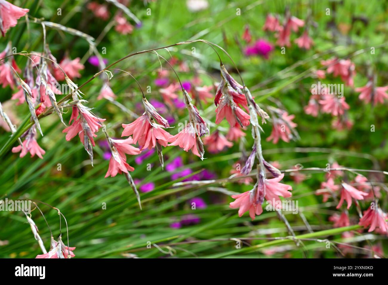 Salmon pink summer flowers of Dierama pulcherrimum ot Angel's Fishing ...