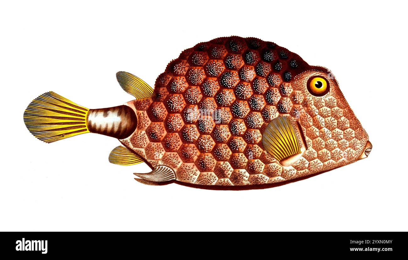 Fisch, Fische, Gattung marine Rochenfische, Ostracion trigonus ...