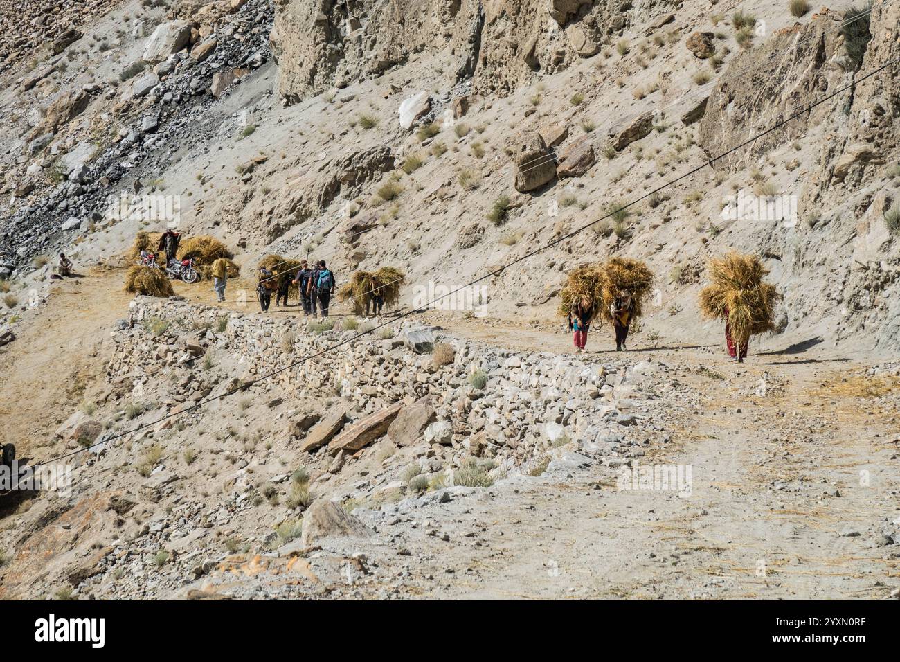 Pakistan agriculture farming hi-res stock photography and images - Alamy