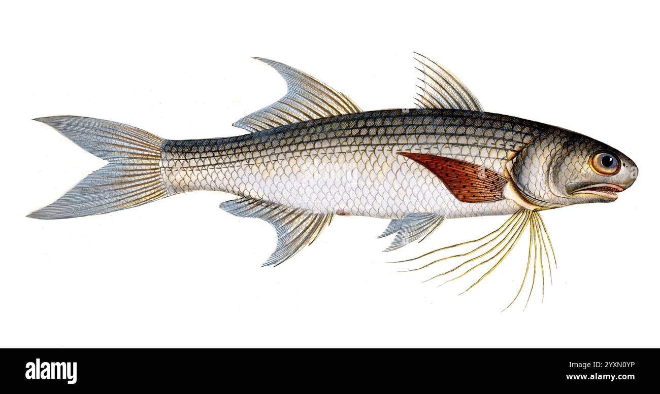 Fisch, Fische, Gattung der Fadenflossen, Polynemus plebeius, Historisch ...