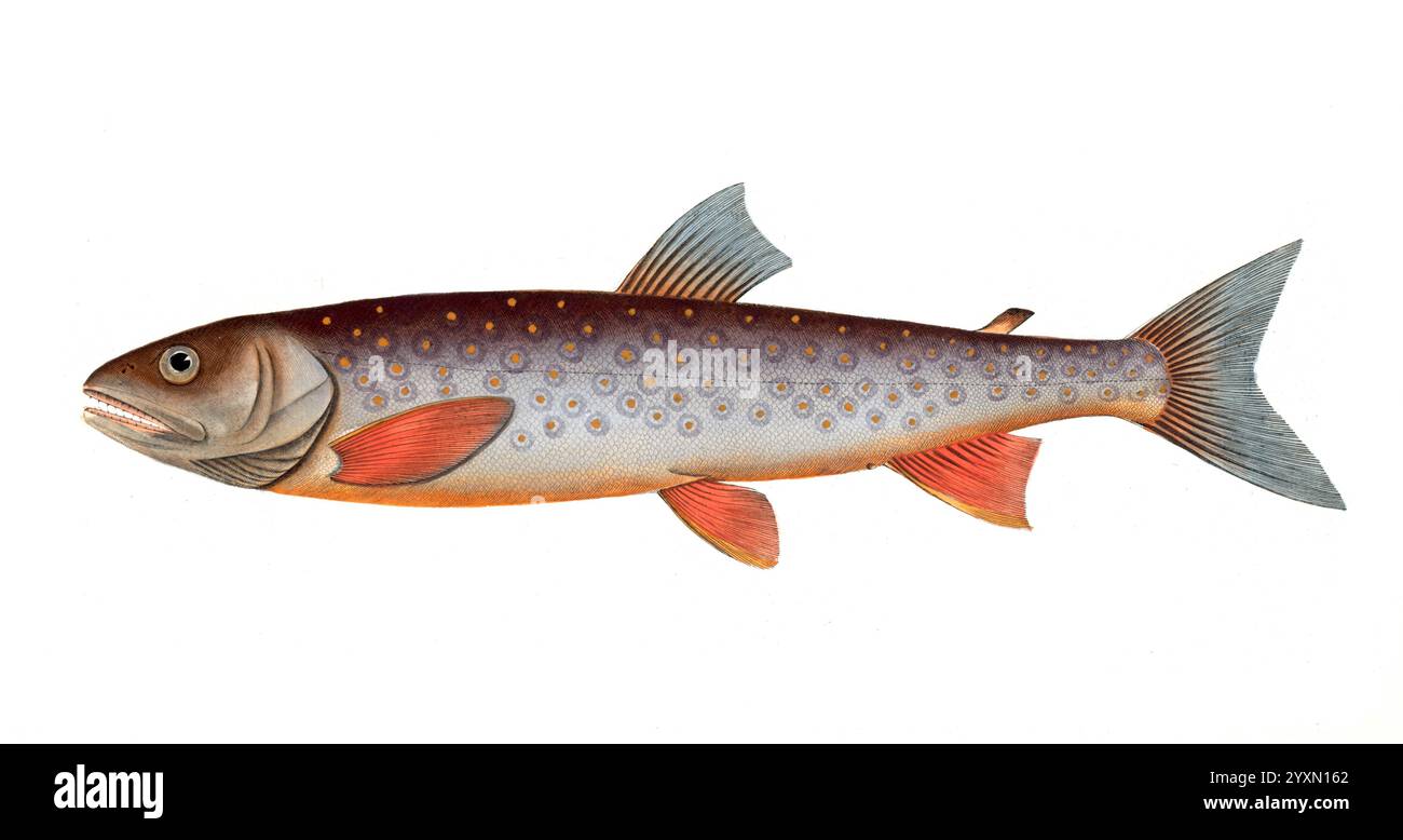 Fisch, Fische, Familie der Lachsfische, Salmo salvelinus, der Saibling ...