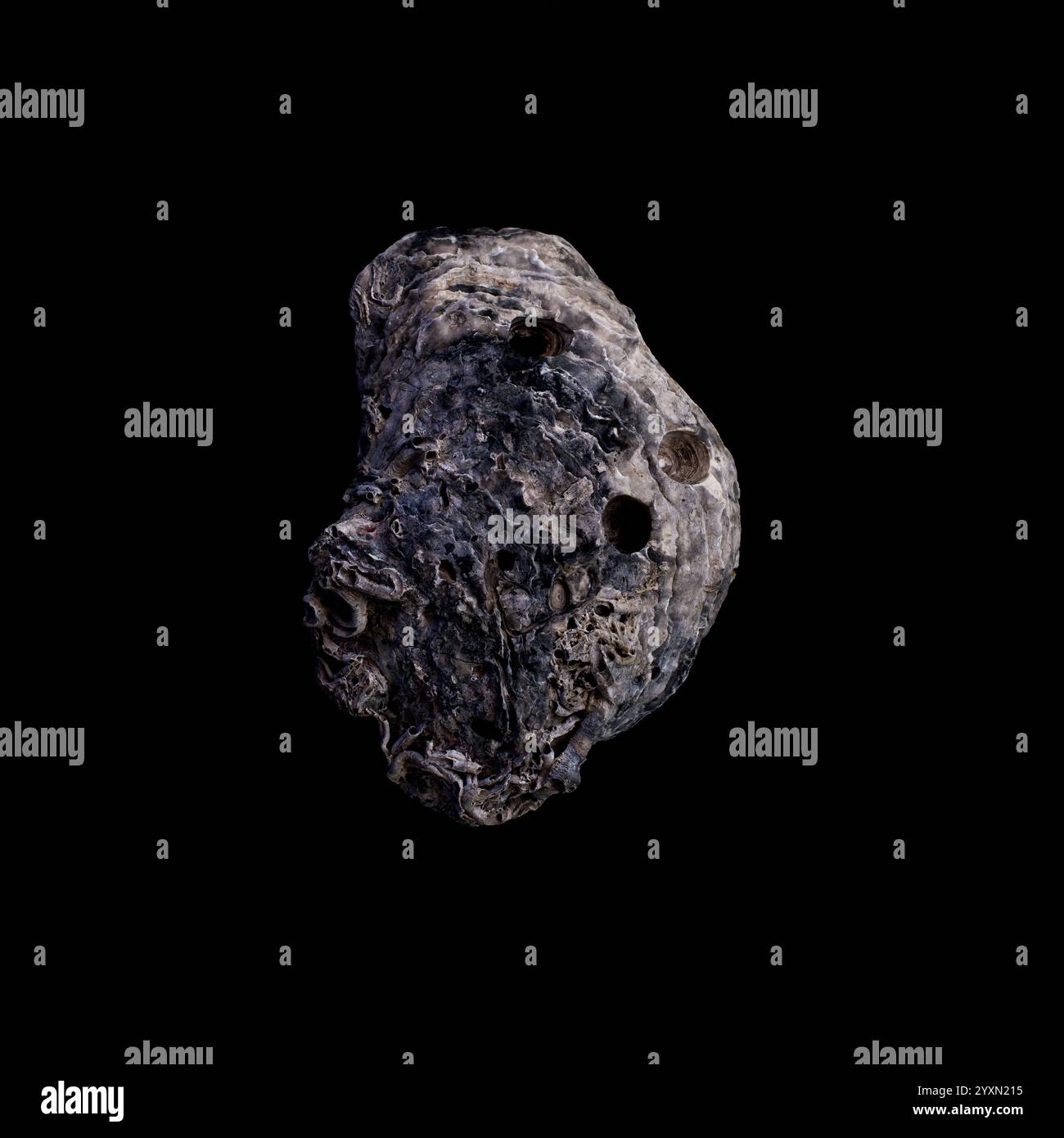 Dark shell with a porous, textured surface and natural holes, isolated ...