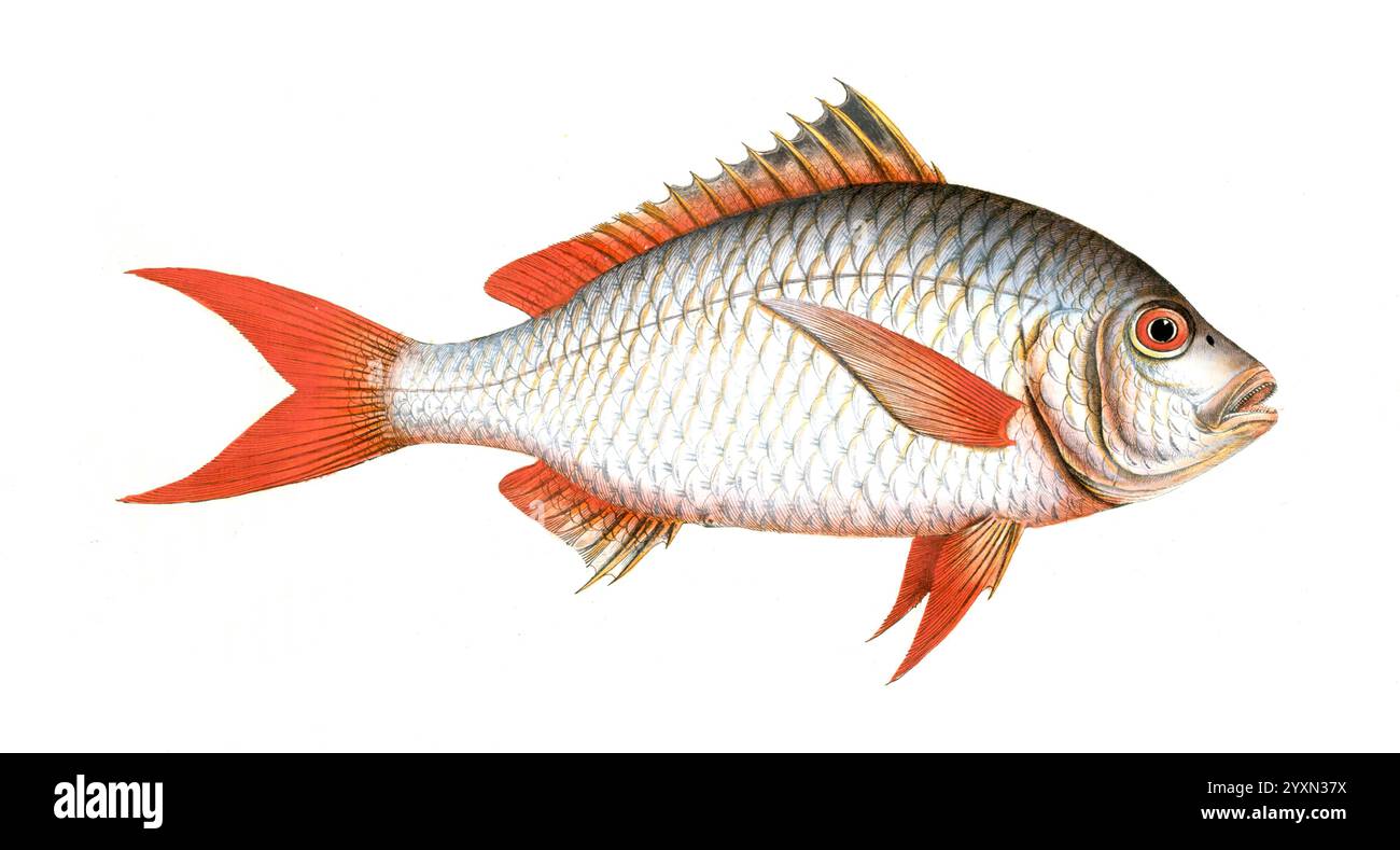 Fisch, Fische, Familie der Meerbrassen, Sparus erythrourus, Rotbrasse ...