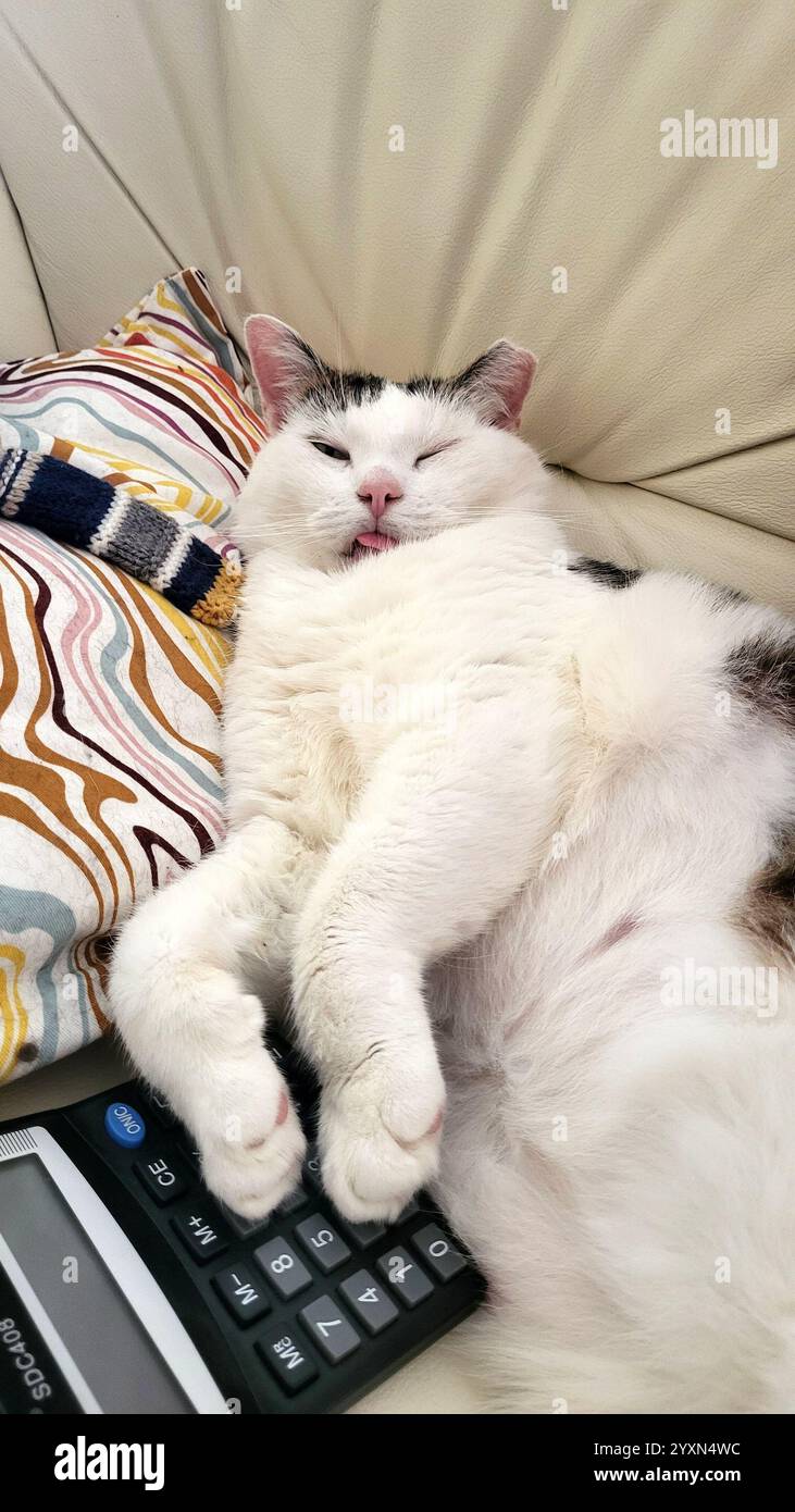 Funny fat white cat lies on the sofa with calculator and rests after ...