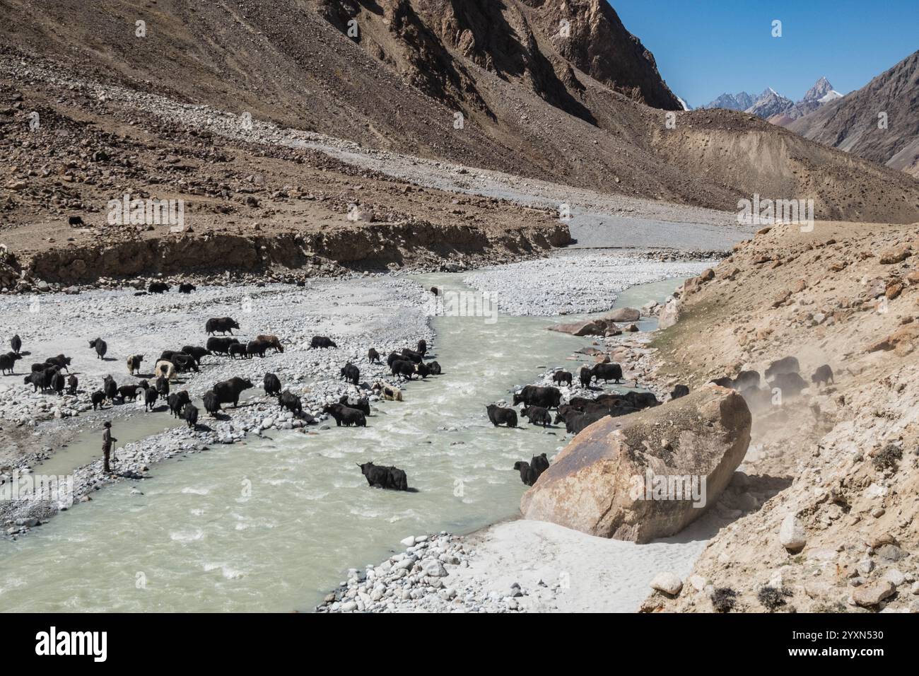 Yaks migrating from the high meadows of Shimshal Pass, Shimshal, Gojal ...