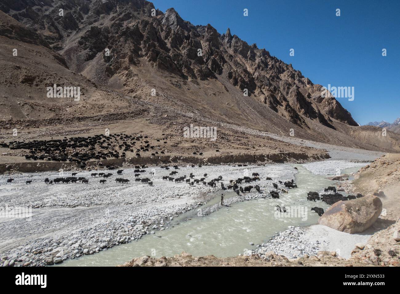 Yaks migrating from the high meadows of Shimshal Pass, Shimshal, Gojal ...
