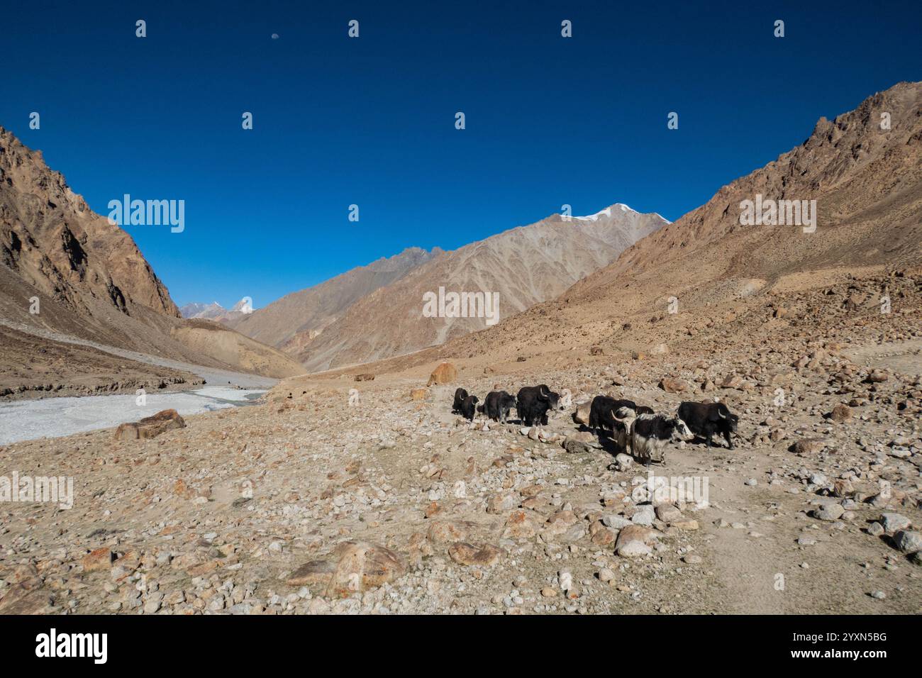 Livestock grazing in the high meadows of Shimshal Pass, Shimshal, Gojal ...