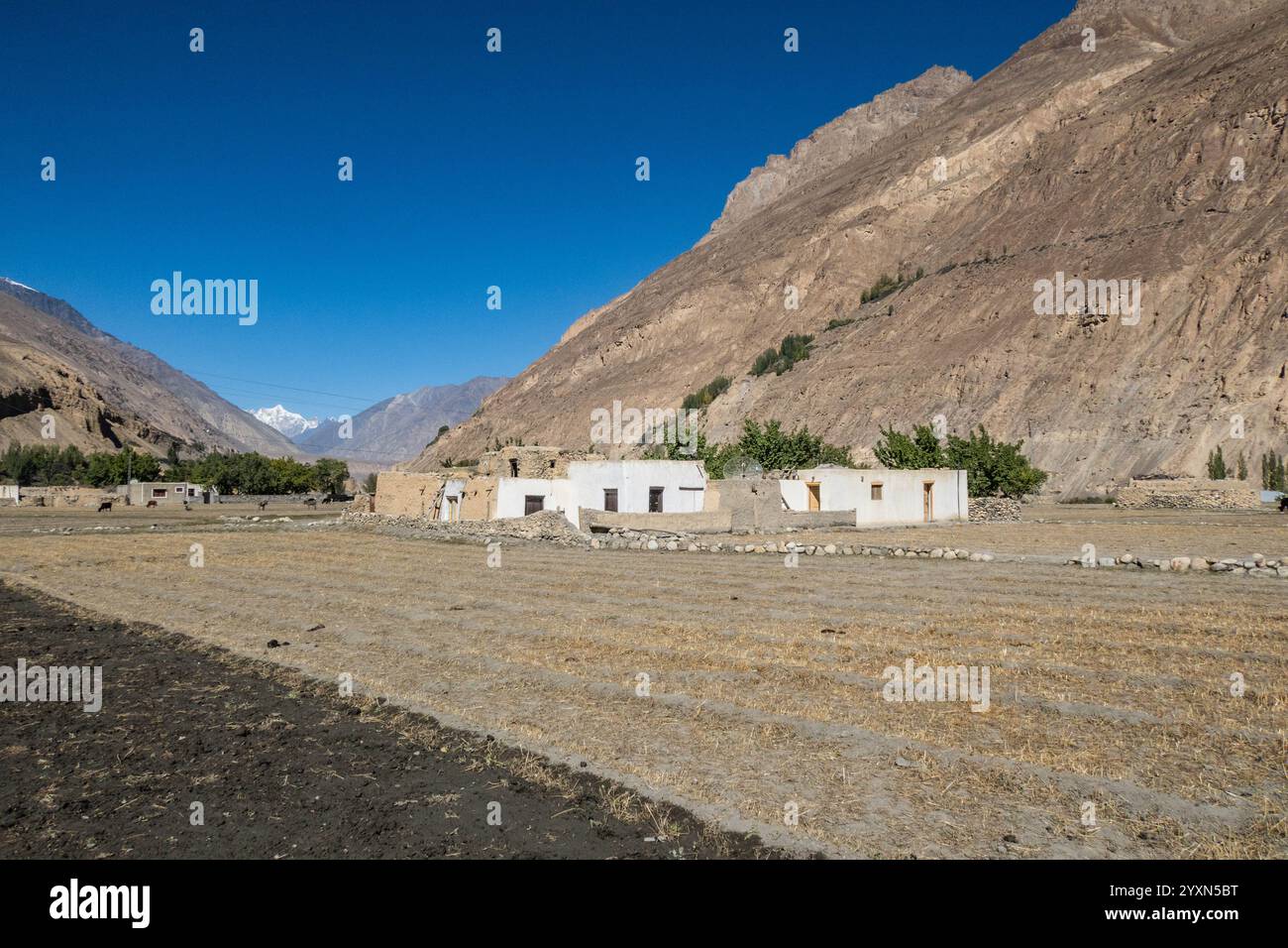 Traditional homes and wheat fields in the remote Shimshal Valley ...