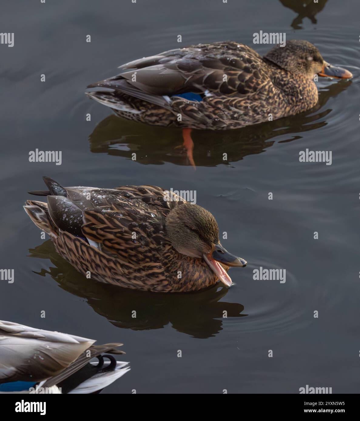 Raft of mallards hi-res stock photography and images - Alamy