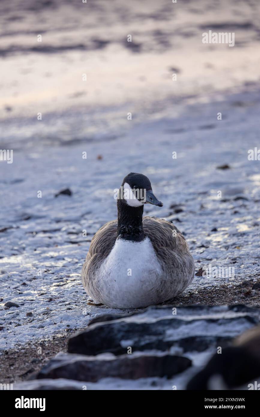 Goose feather hi-res stock photography and images - Alamy