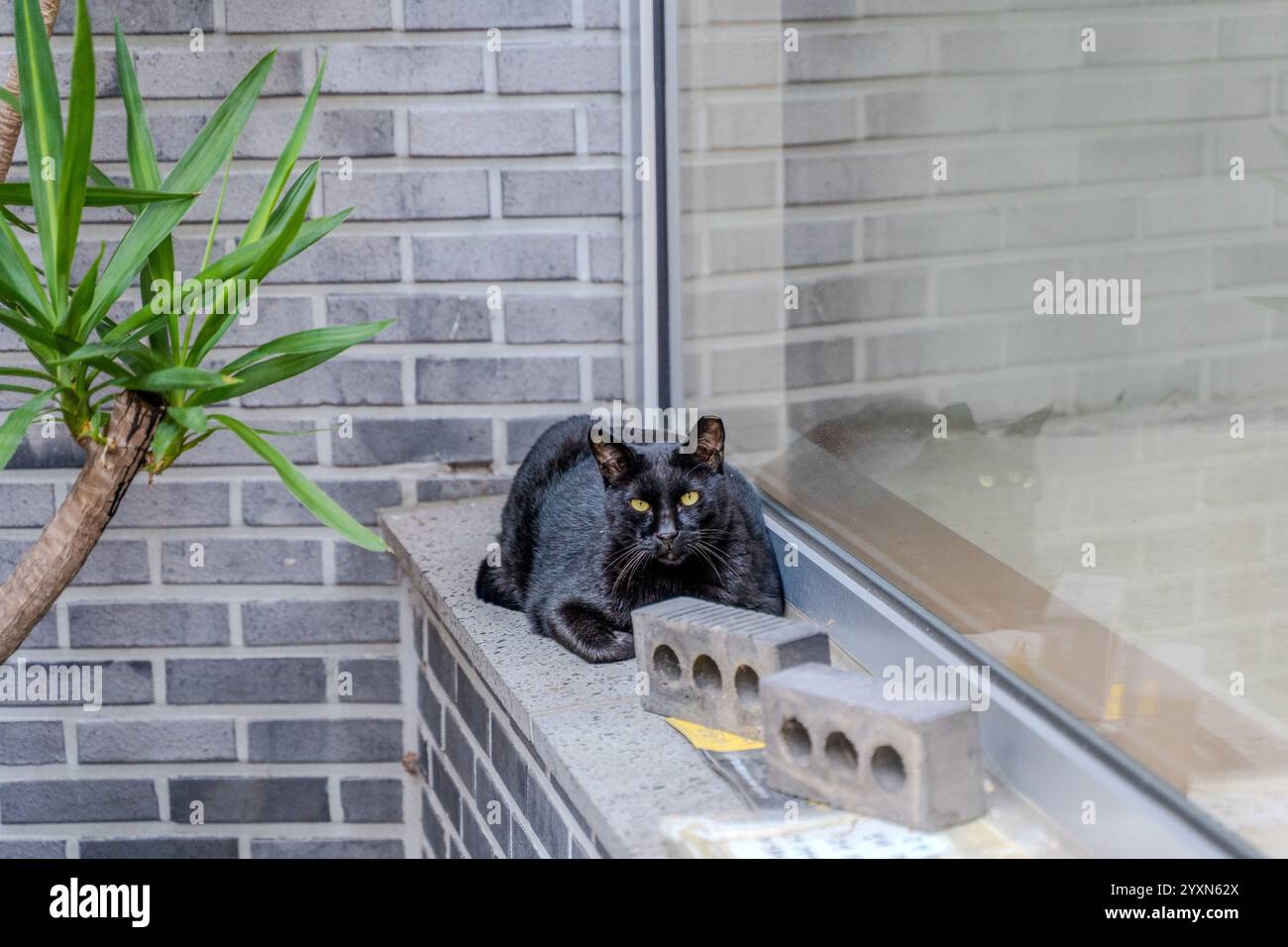 Cat rest position hi-res stock photography and images - Alamy