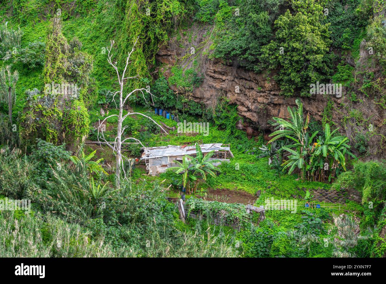 A scenic view of a tropical setting with abundant greenery, a modest ...