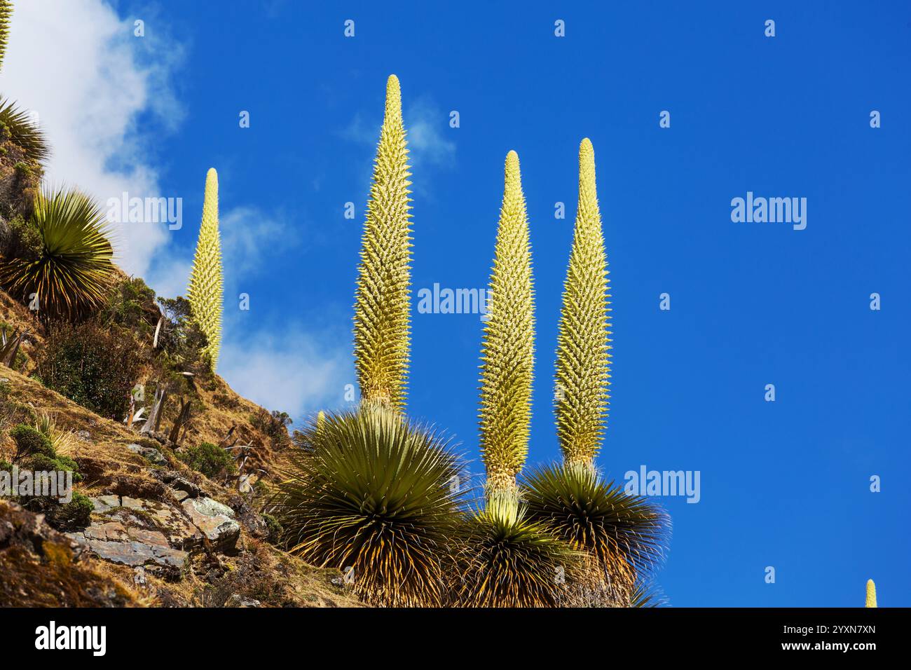 Puya Raimondii Plants high up in the Peruvian Andes, South America ...