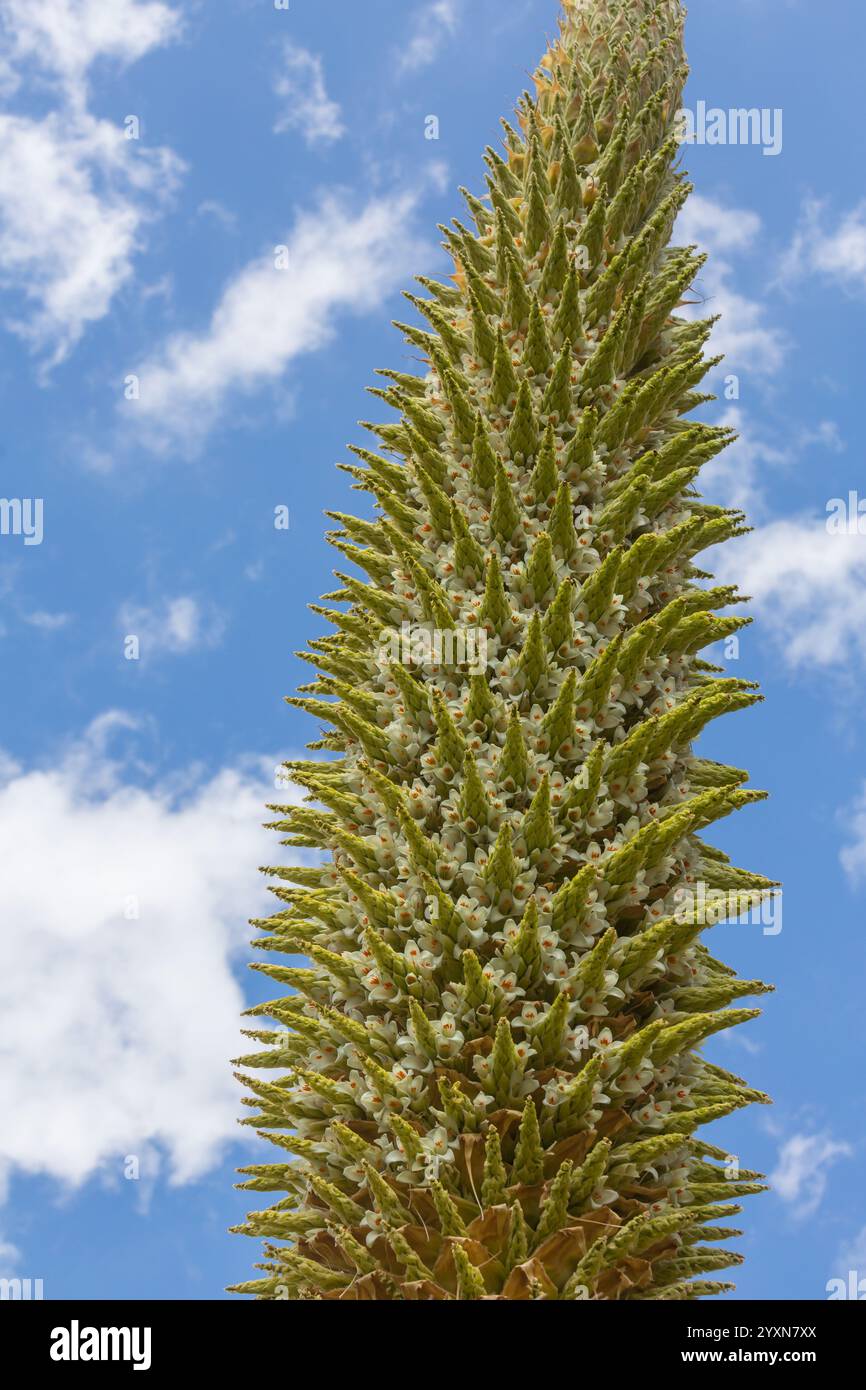 Puya raimondii hi-res stock photography and images - Alamy