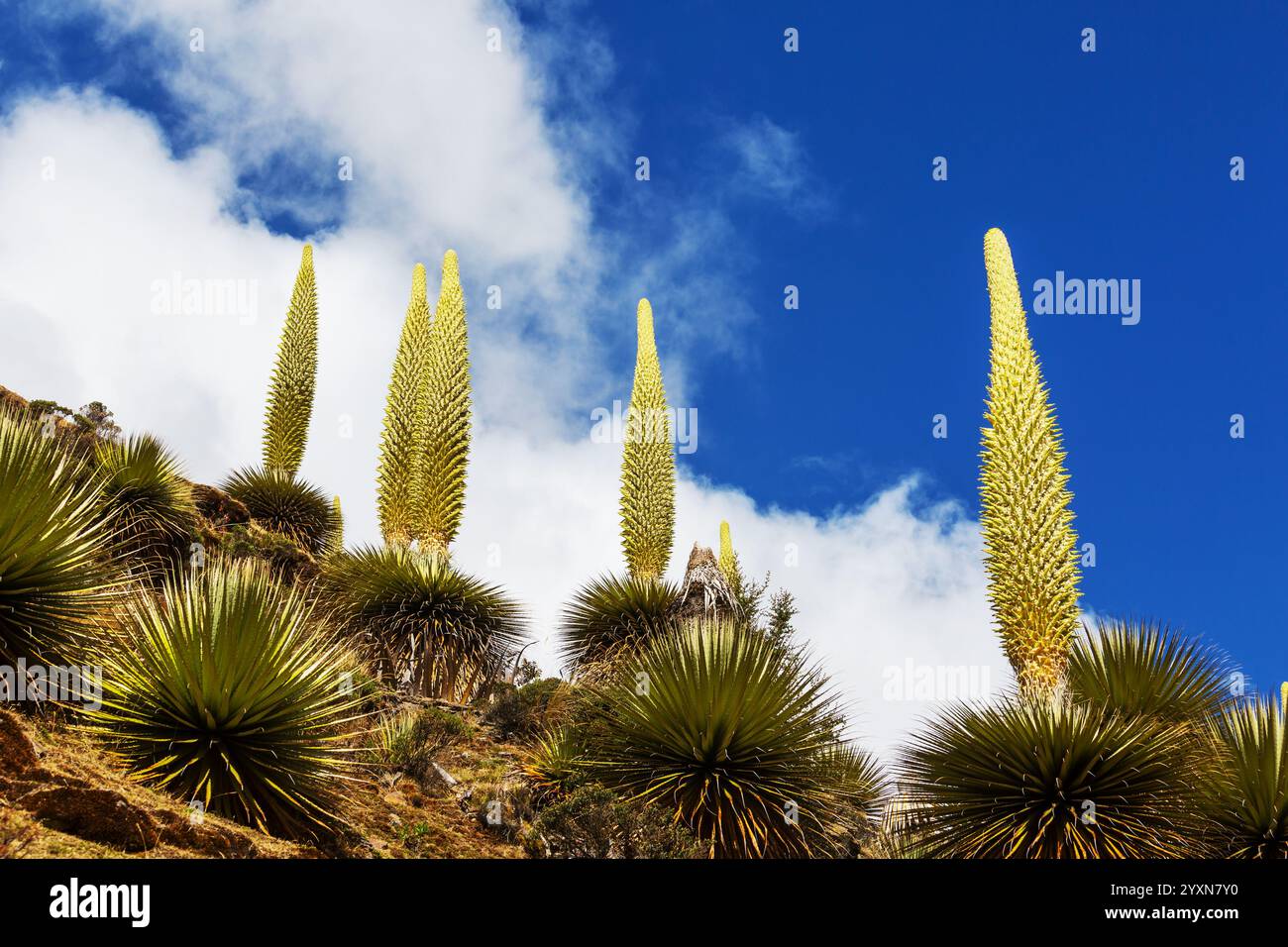 Puya Raimondii Plants high up in the Peruvian Andes, South America ...