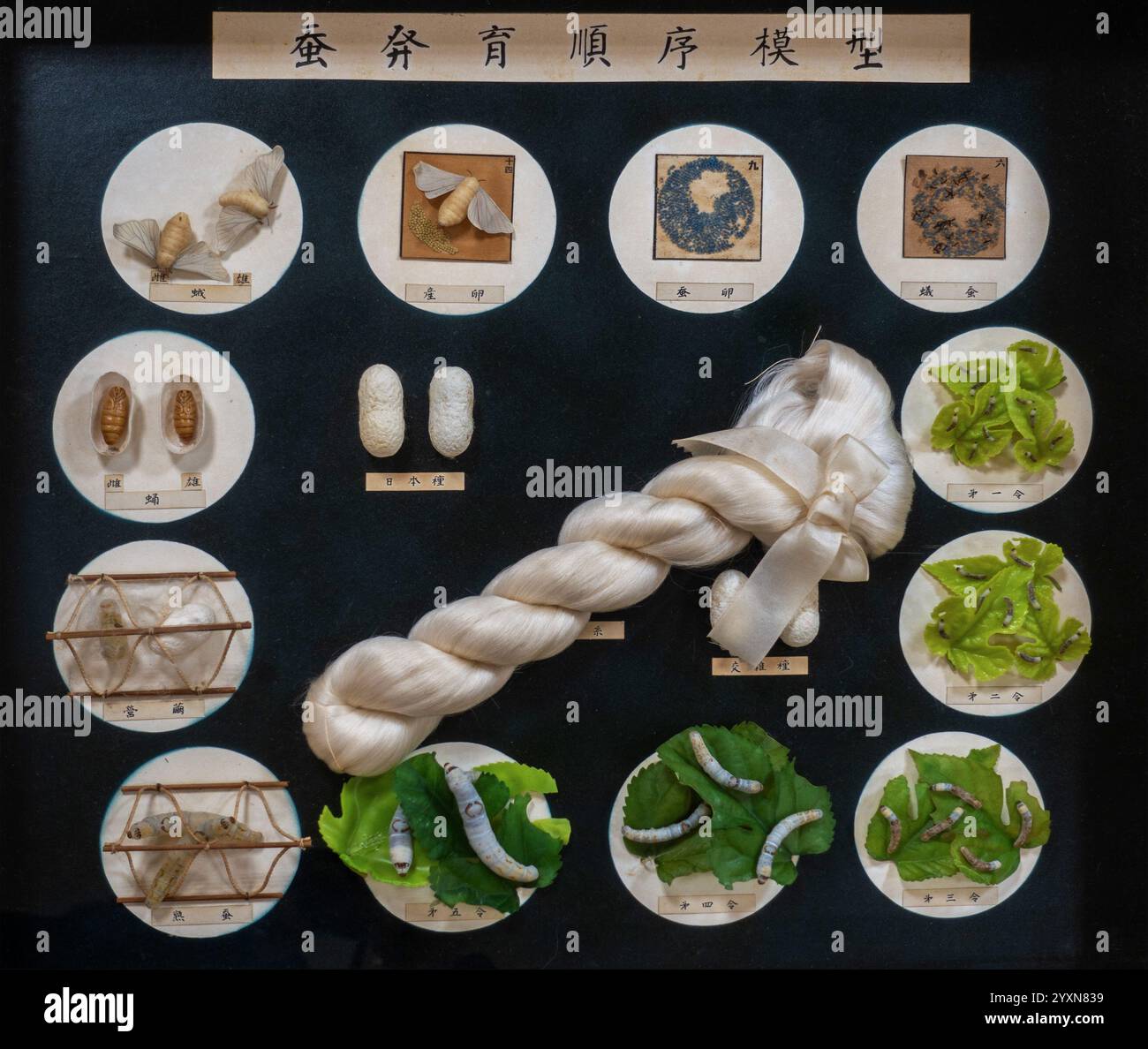 Silk spinning process stages worm worms cocoon egg larva pupa hi-res ...