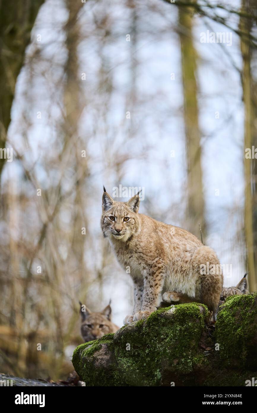 Eurasian lynx (Lynx lynx) sitting on a rock, Bavaria, Germany, Europe ...