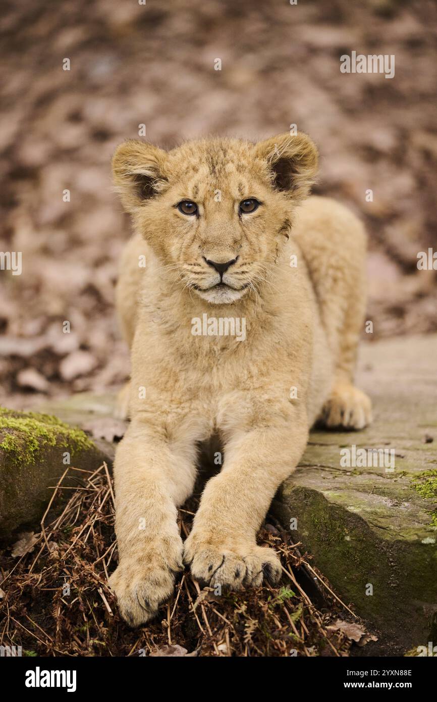 Asiatic lion (Panthera leo persica) cub lying on the ground, captive ...