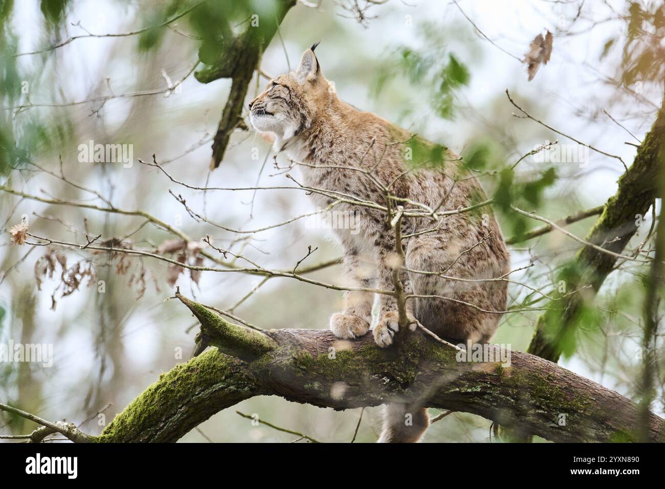 Eurasian lynx (Lynx lynx) sitting on a tree, Bavaria, Germany, Europe ...