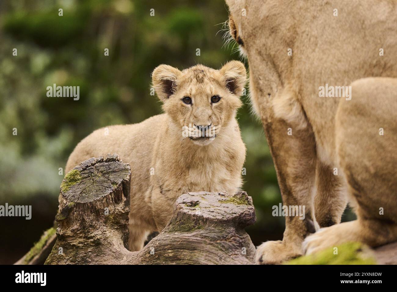 Asiatic lion (Panthera leo persica) cub sitting on the ground, captive ...