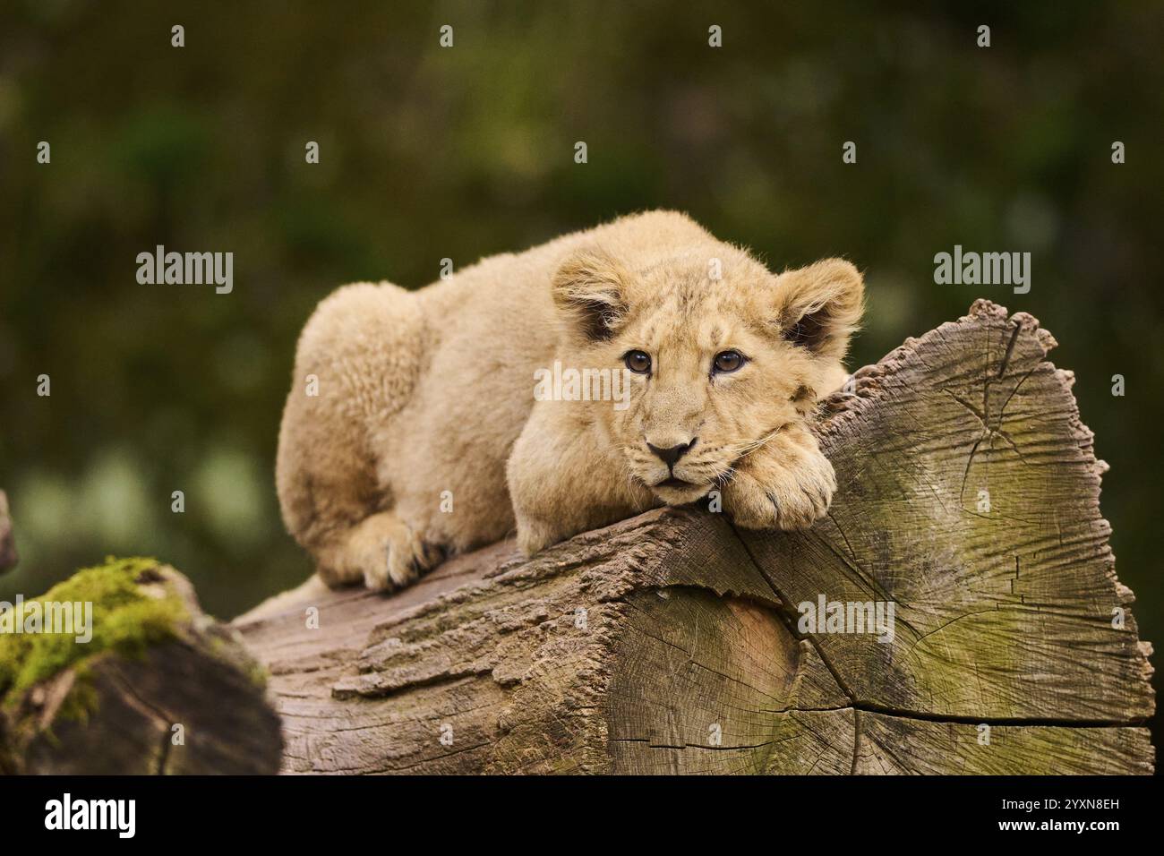 Asiatic lion (Panthera leo persica) cub lying on a tree trunk, captive ...