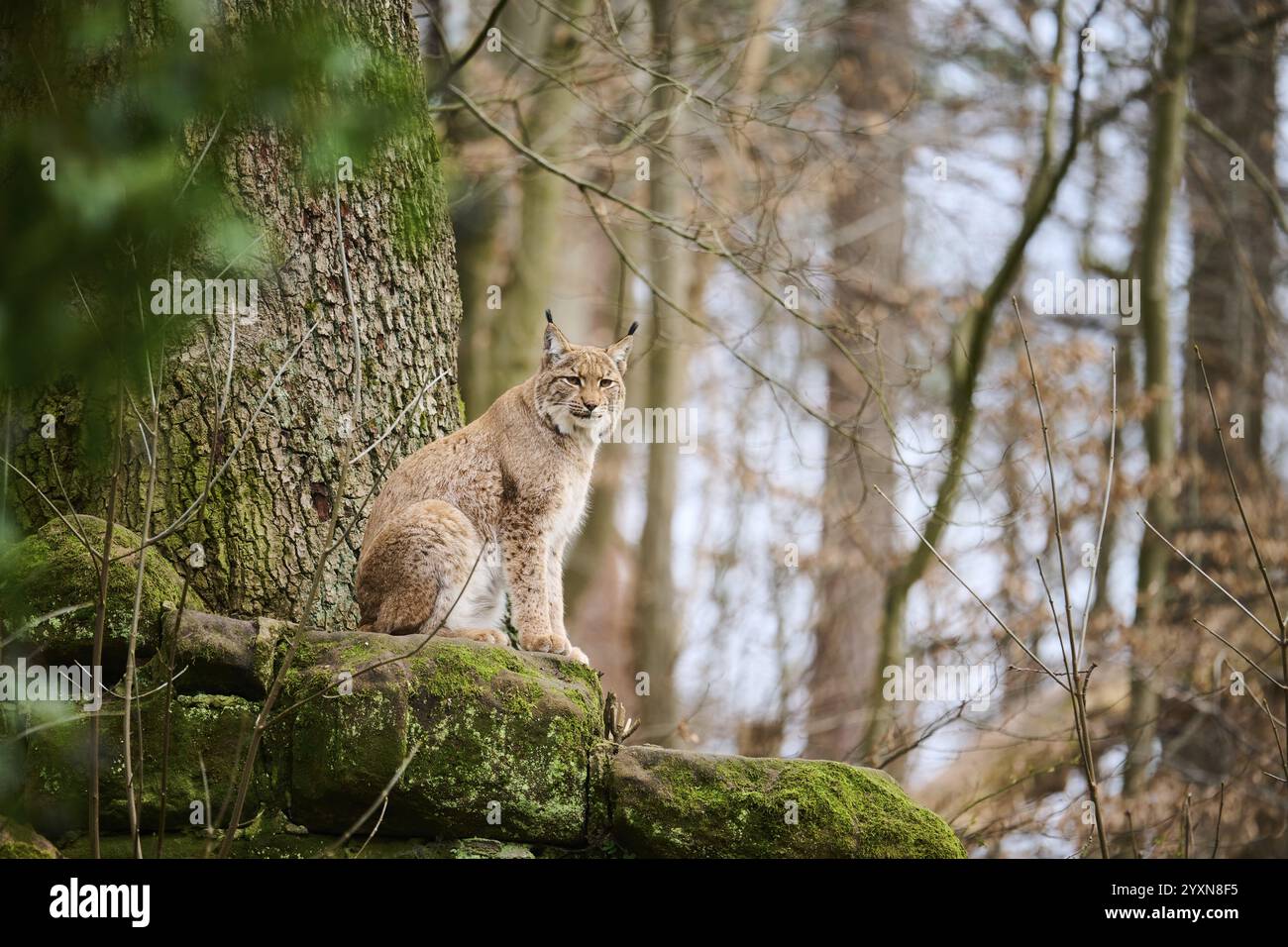 Eurasian lynx (Lynx lynx) sitting on a rock, Bavaria, Germany, Europe ...