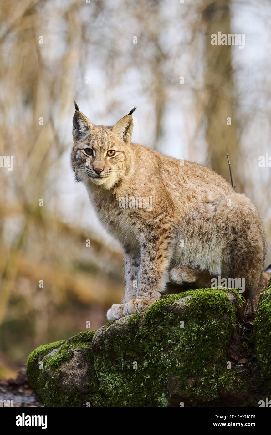 Eurasian lynx (Lynx lynx) sitting on a rock, Bavaria, Germany, Europe ...