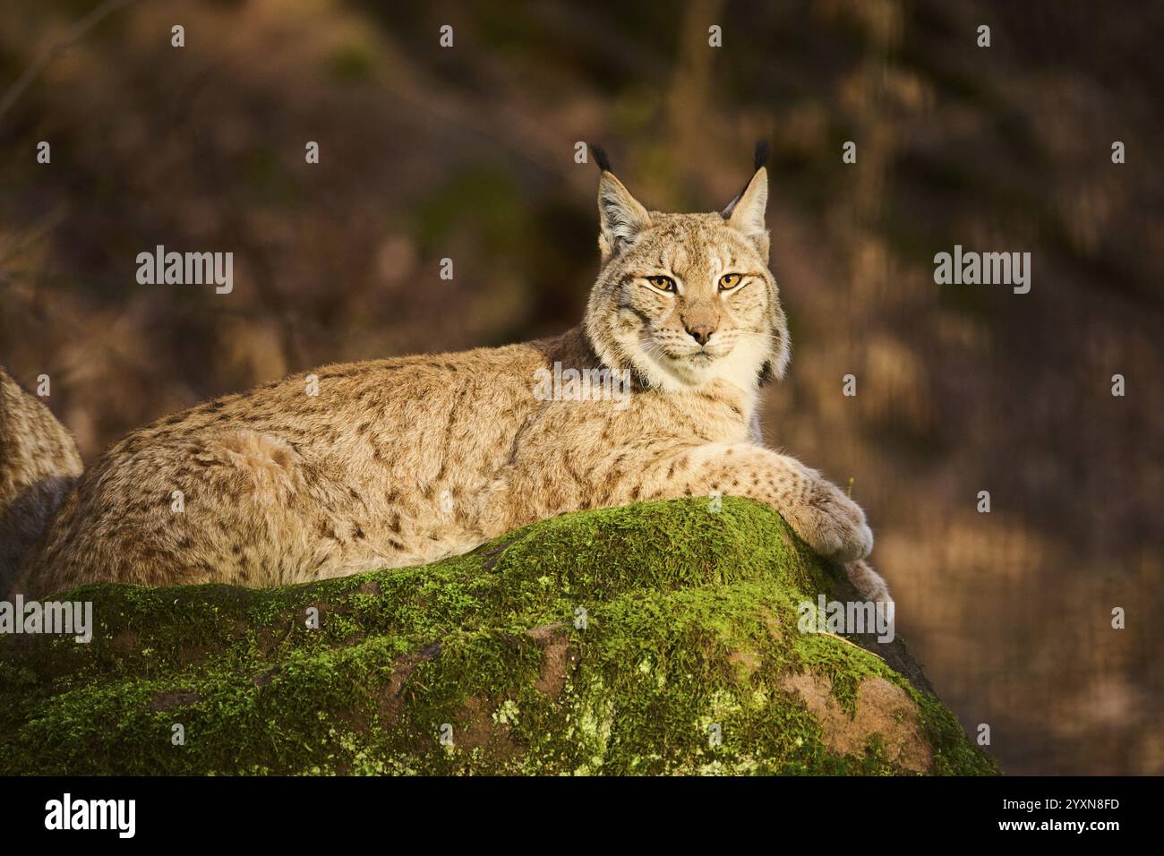 Eurasian lynx (Lynx lynx) lying on a rock, Bavaria, Germany, Europe ...