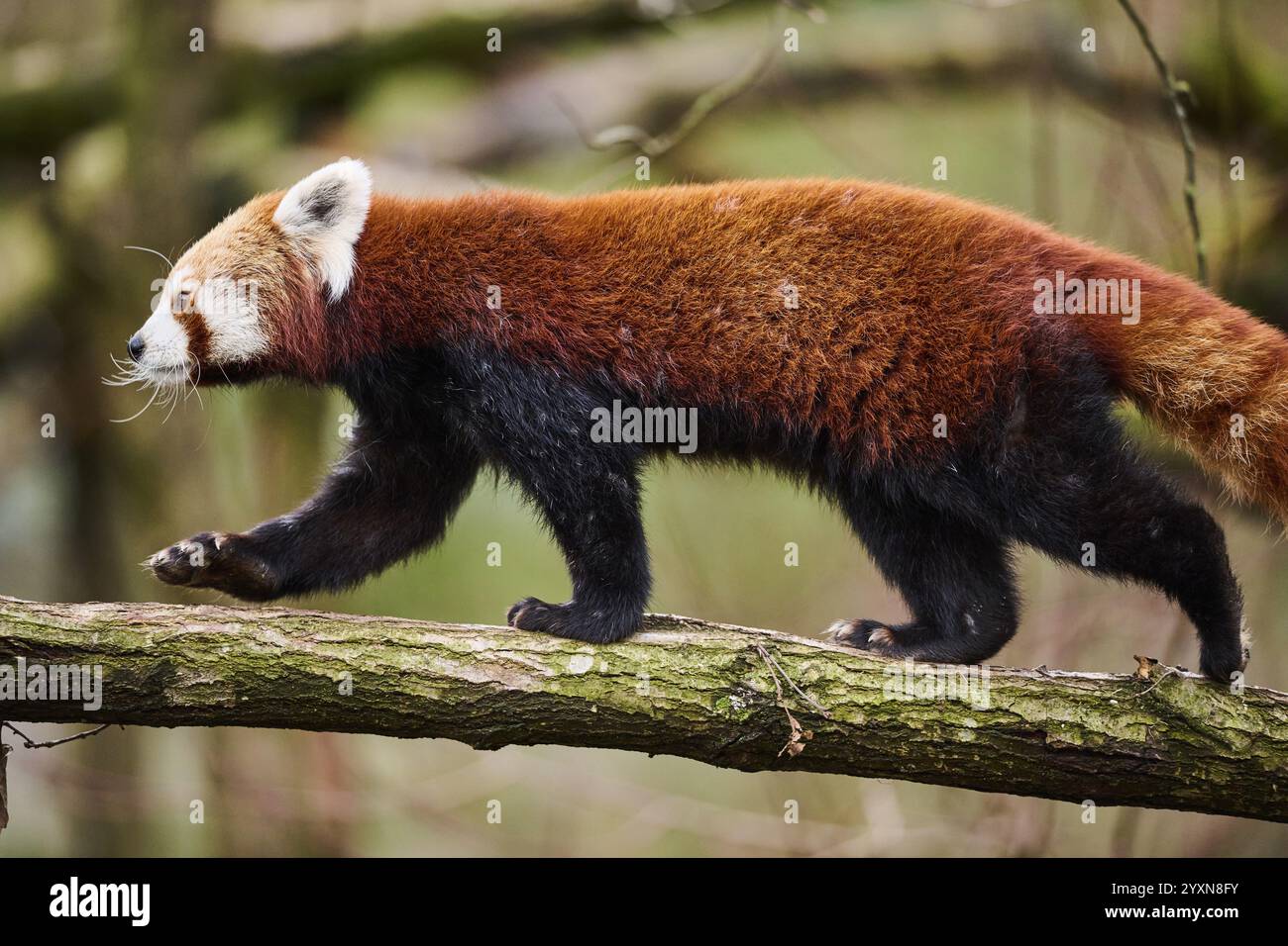 Red panda (Ailurus fulgens) walking on a branch, Germany, Europe Stock ...