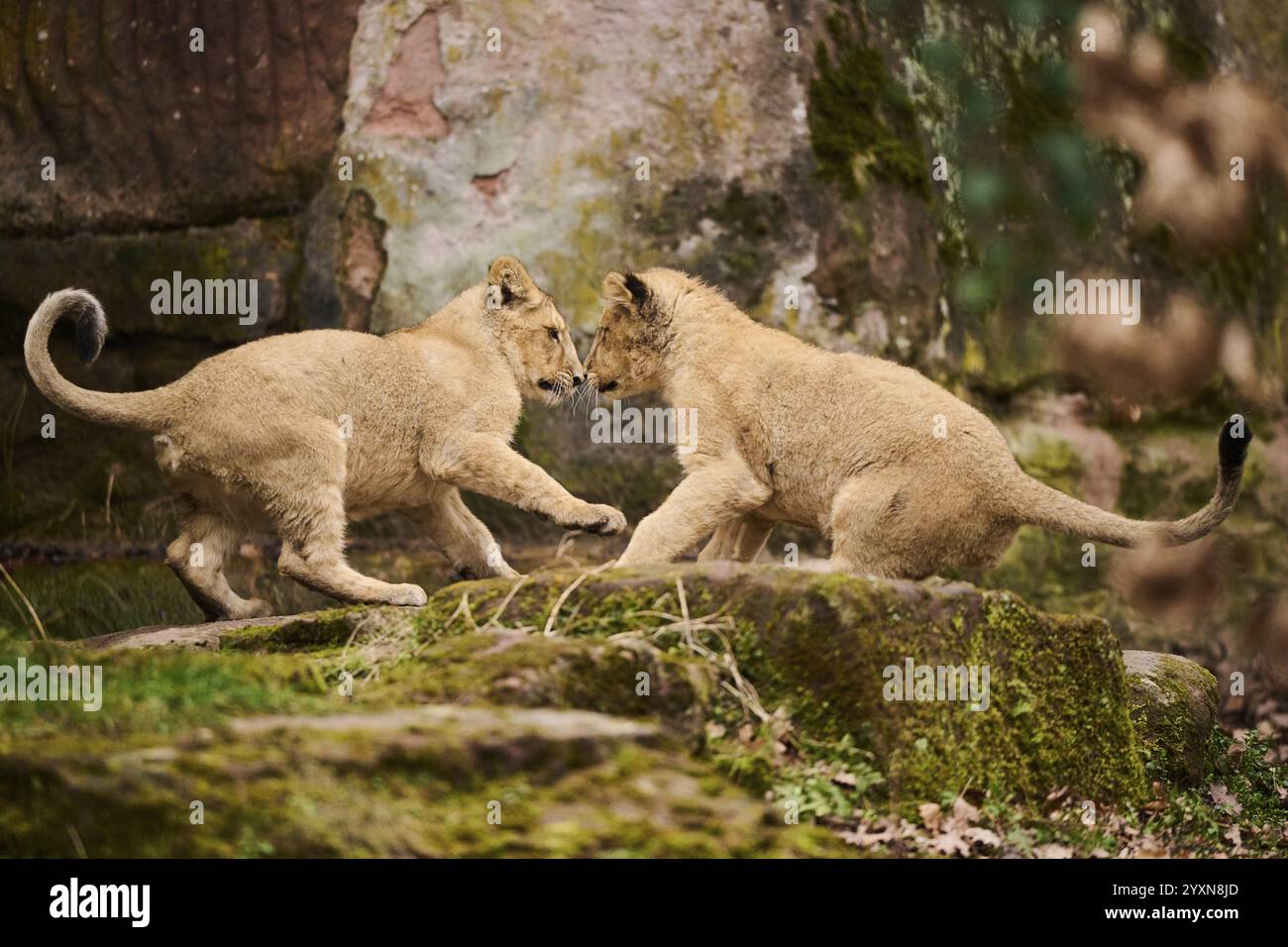 Asiatic lion (Panthera leo persica) cubs playing with each other ...