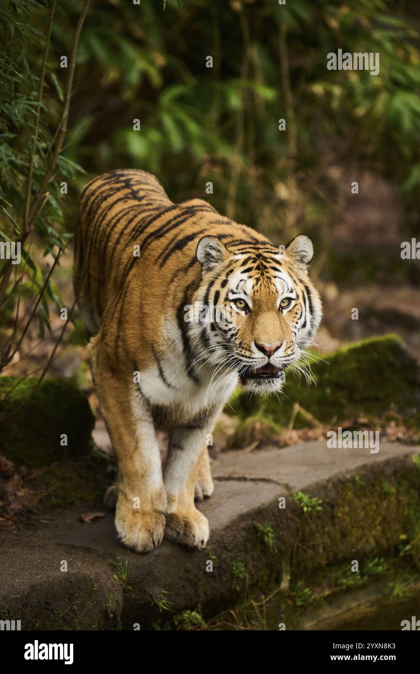 Siberian tiger or Amur tiger (Panthera tigris altaica) walking on the ...