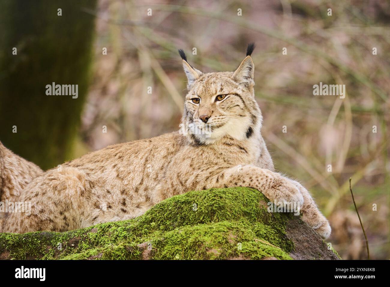 Eurasian lynx (Lynx lynx) lying on a rock, Bavaria, Germany, Europe ...