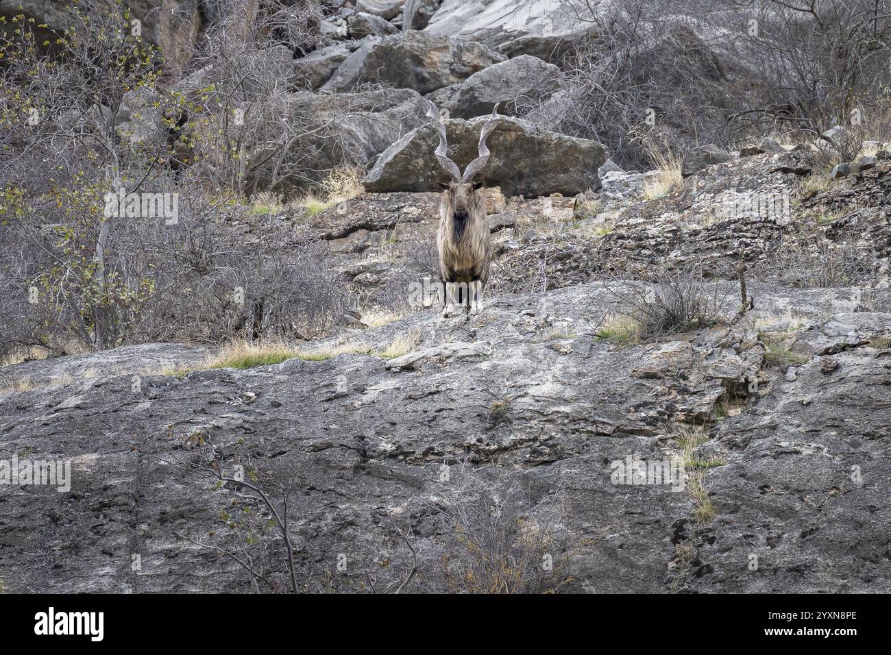 Screw goat (Capra falconeri), Markhor, male, Panj Valley, Gorno ...