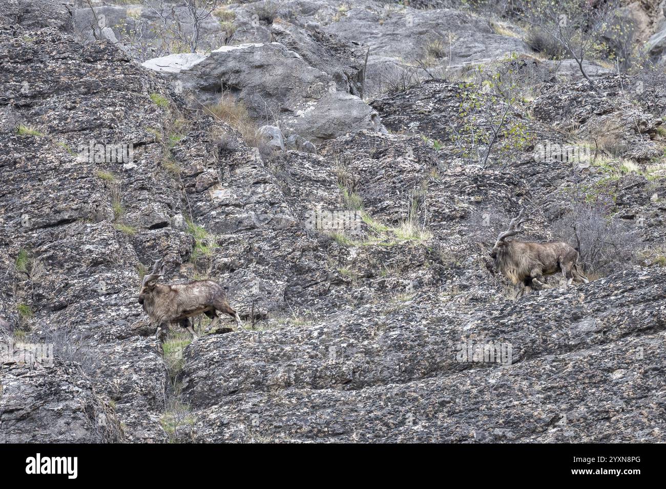 Screw goat (Capra falconeri), two male animals, Markhor, Panj Valley ...