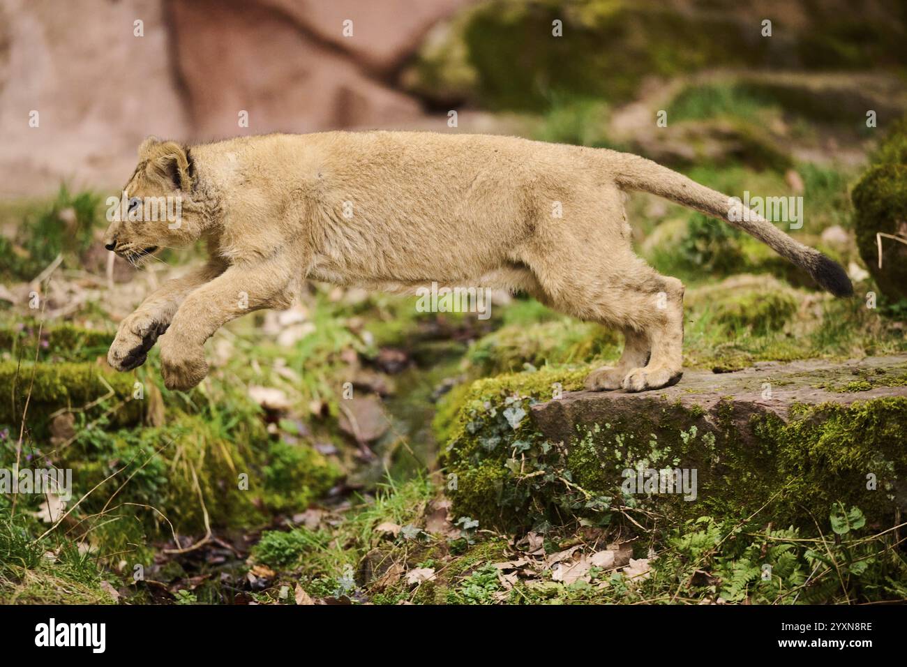 Asiatic lion (Panthera leo persica) cub jumping, captive Stock Photo ...