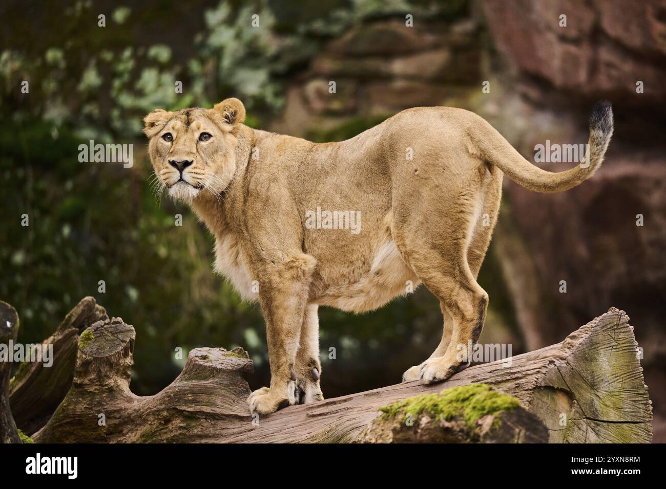 Female lion standing in tree hi-res stock photography and images - Alamy