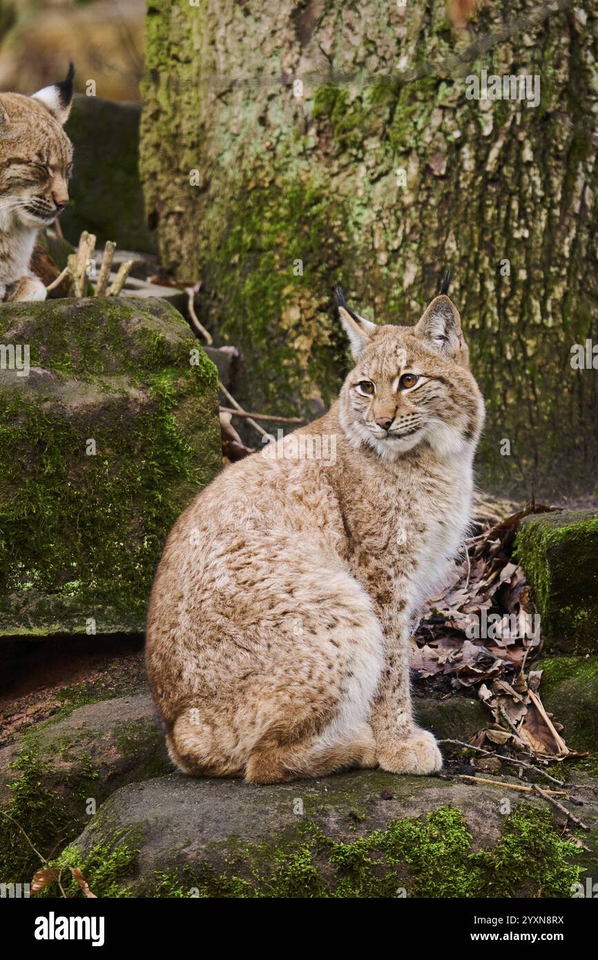 Eurasian lynx (Lynx lynx) sitting on a rock, Bavaria, Germany, Europe ...