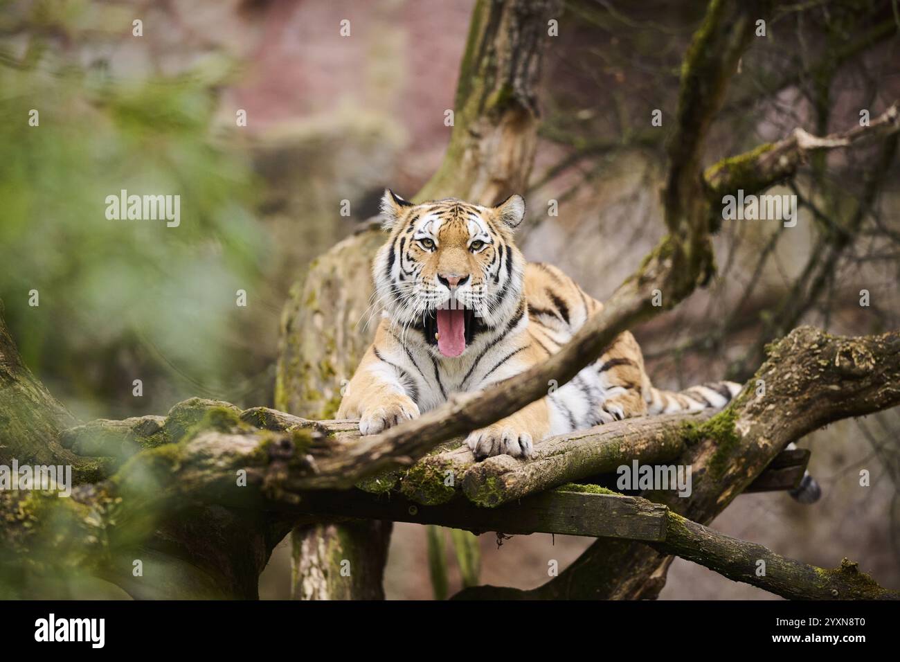 Siberian tigers russia hi-res stock photography and images - Alamy