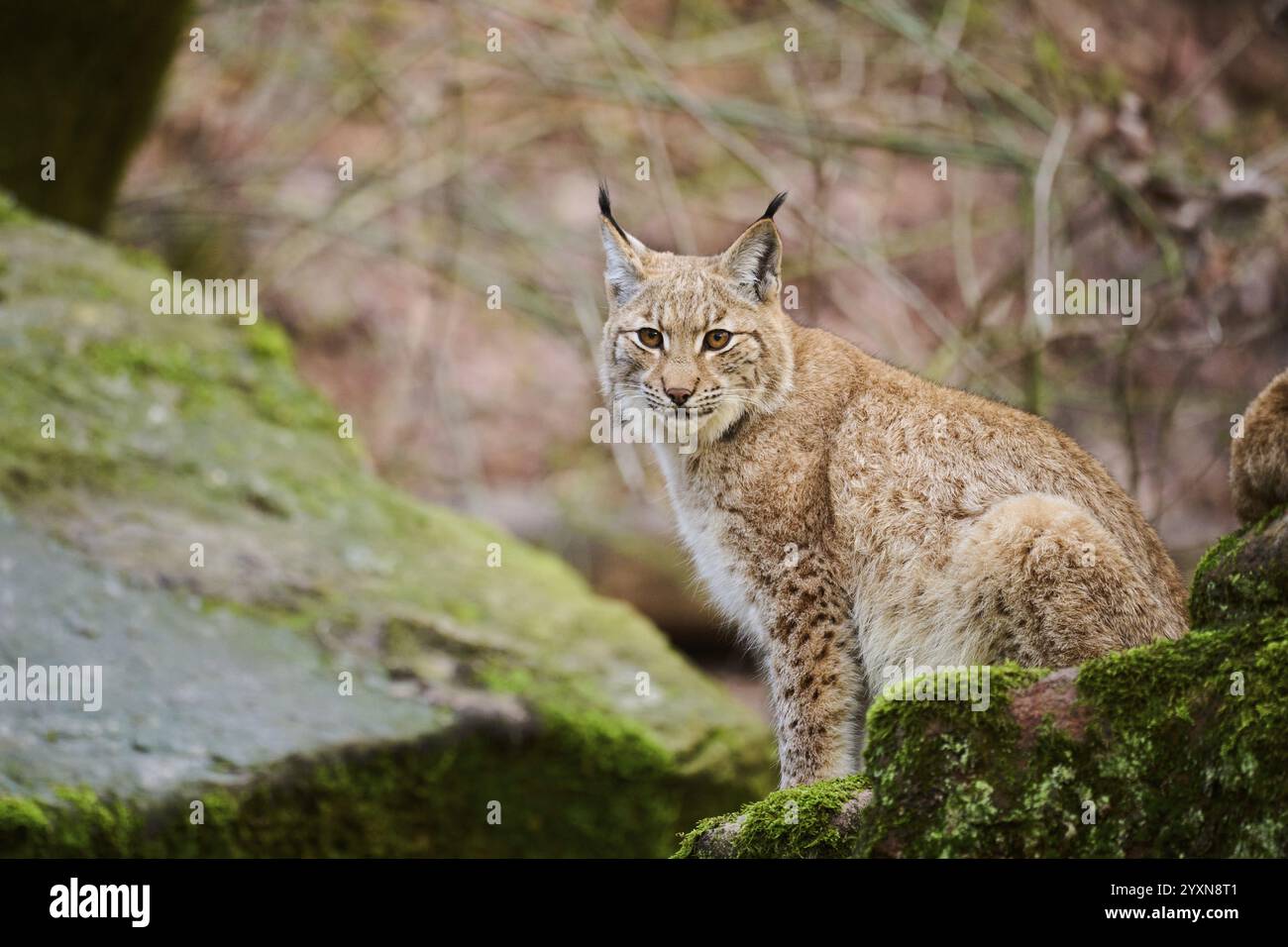 Eurasian lynx (Lynx lynx) sitting on a rock, Bavaria, Germany, Europe ...