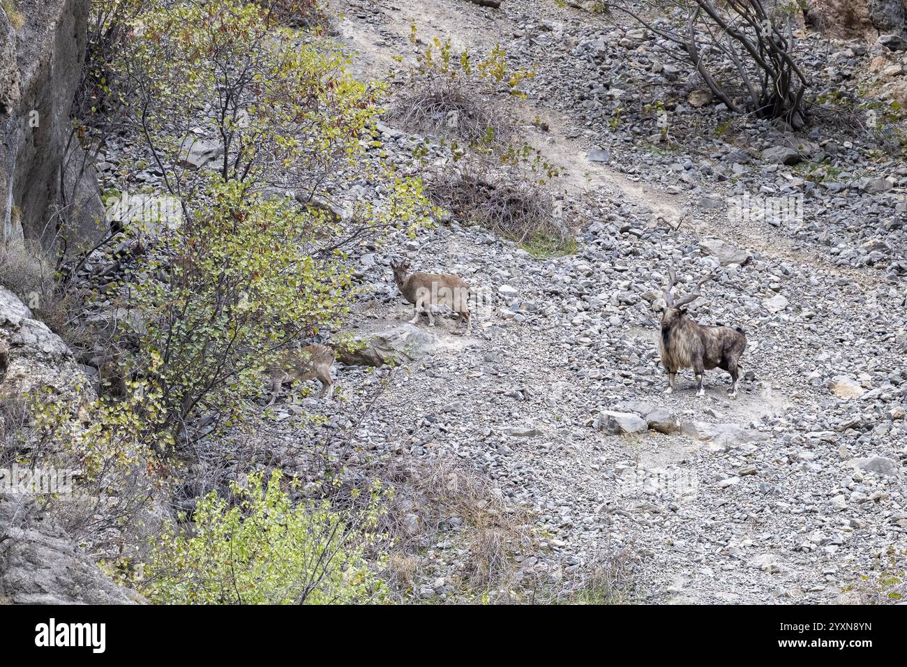 Screw goat (Capra falconeri), Markhor, Panj Valley, Gorno-Badakhshan ...
